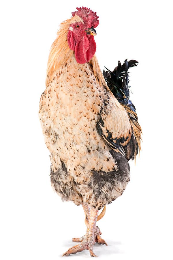 Rooster bird stock image. Image of cockerel, vertical - 11735457