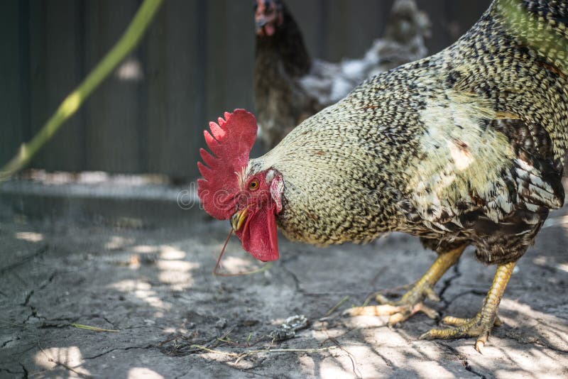 Rooster Bites Grass Near the House Stock Photo - Image of fowl, chicken ...
