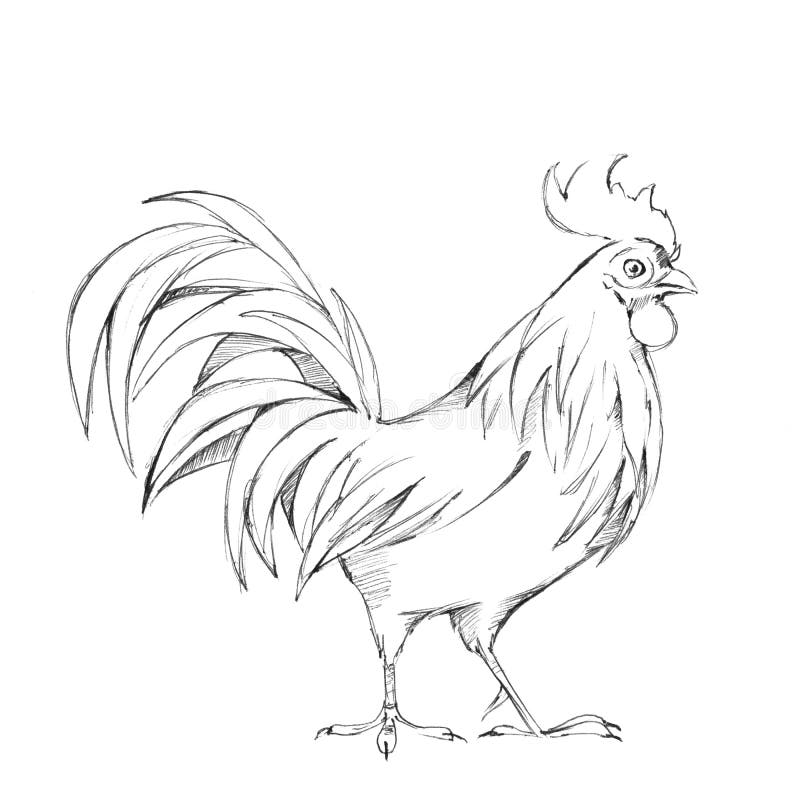 Black And White Drawing Of A Rooster. Illustration Stock Vector ...