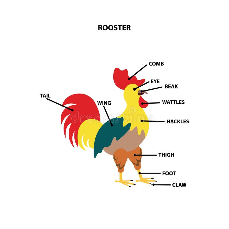 Body Rooster Stock Illustrations – 558 Body Rooster Stock Illustrations ...