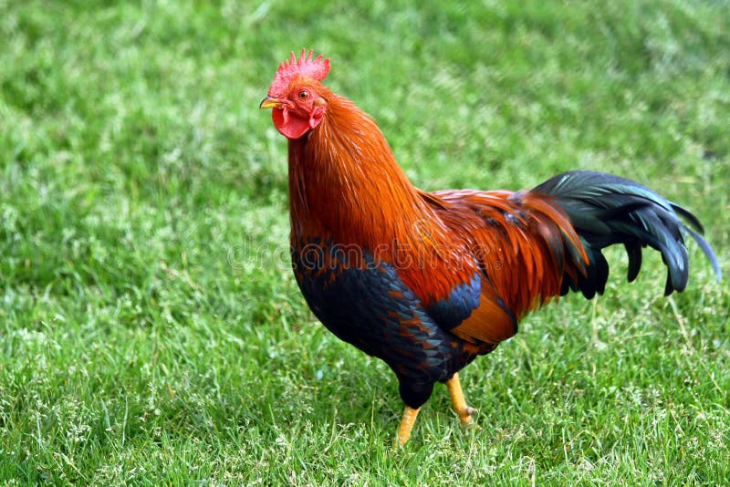 Rooster boss stock image. Image of leader, farming, meadow - 195590909