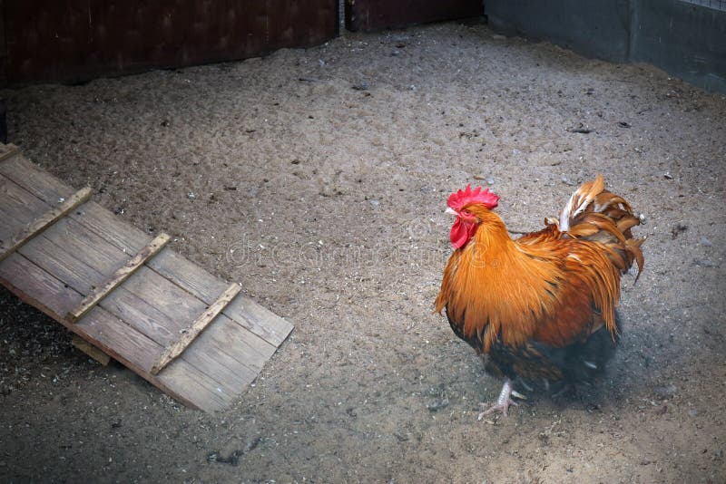 A Rooster with Bright Feathers and Proud Posture. Stock Photo - Image ...