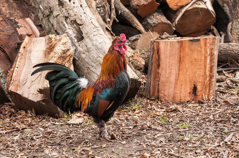 Rooster stock photo. Image of symbol, fowl, easter, domestic - 165402420