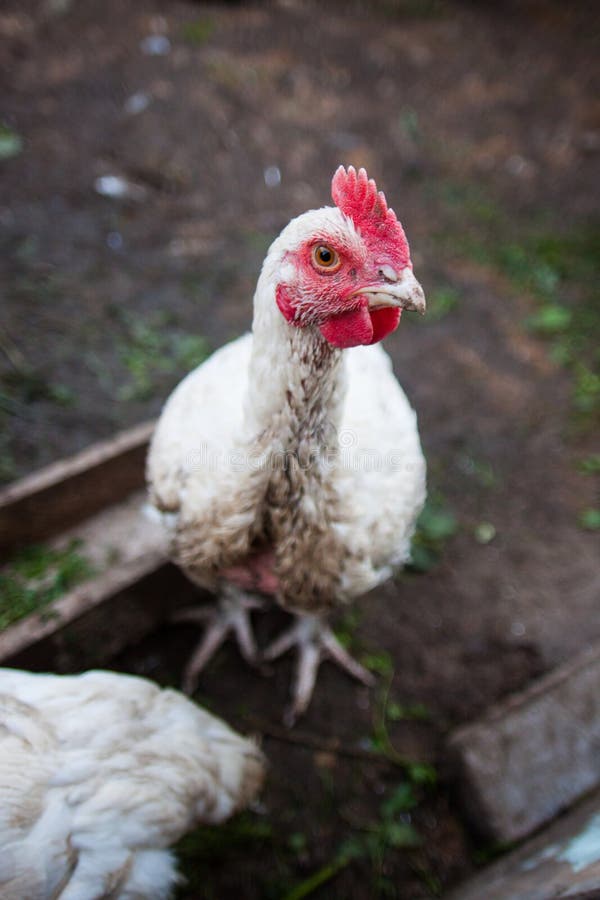 Rooster Broiler stock image. Image of aviculture, bird - 121544527