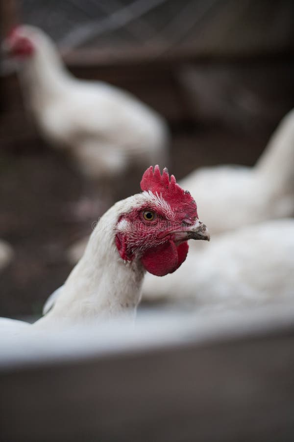 Rooster Broiler stock image. Image of chick, combined - 121544939