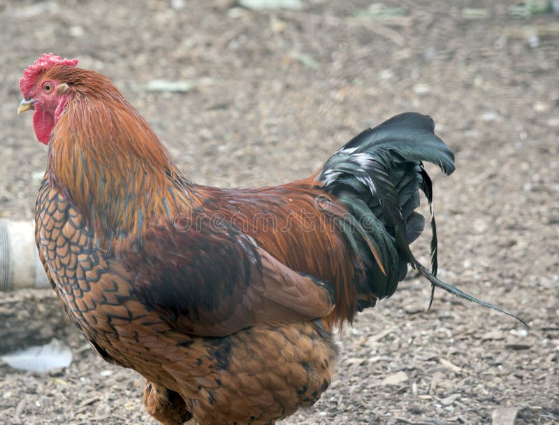 The Rooster is Black and Tan with a Reddish Comb Stock Image - Image of ...