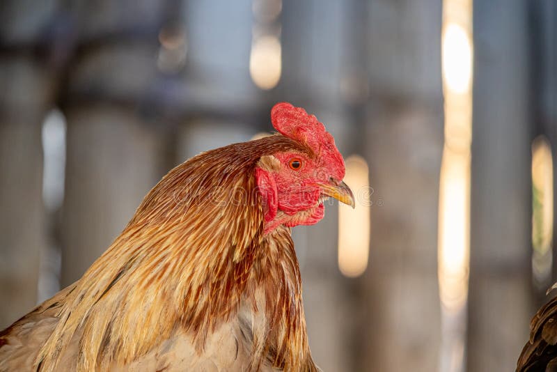 A Rooster with Bright Feathers and Proud Posture. Stock Photo - Image ...