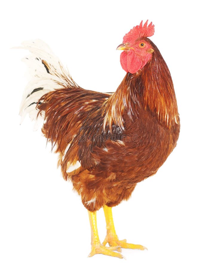 Rooster brown isolated. stock photo. Image of young, standing - 84336550