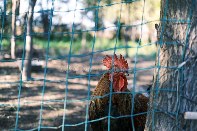 A rooster in a cage stock photo. Image of blue, animal - 241027750