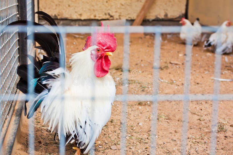 3,679 Rooster Cage Stock Photos - Free & Royalty-Free Stock Photos from ...