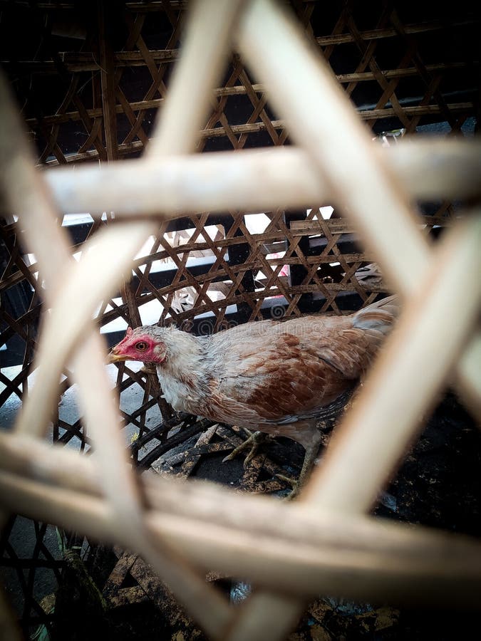 Rooster in a cage stock image. Image of close, inside - 204618213
