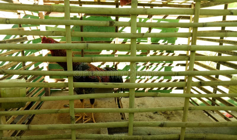 Rooster in Cage stock photo. Image of iron, leaf, lawn - 225498222