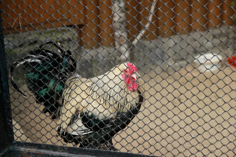 2,767 Rooster Cage Photos - Free & Royalty-Free Stock Photos from ...