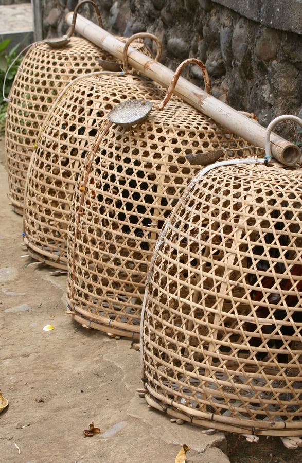 Rooster Cages stock photo. Image of tropical, baskets - 1782454