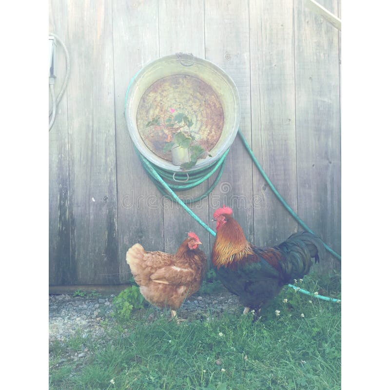 Rooster and a chick stock photo. Image of chick, conversation - 98523224