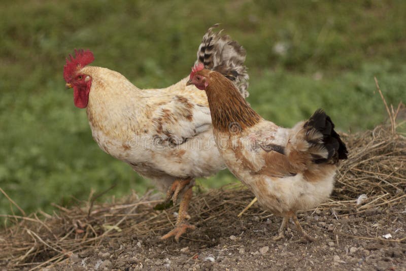 Rooster and chicken stock photo. Image of farming, looking - 15051576
