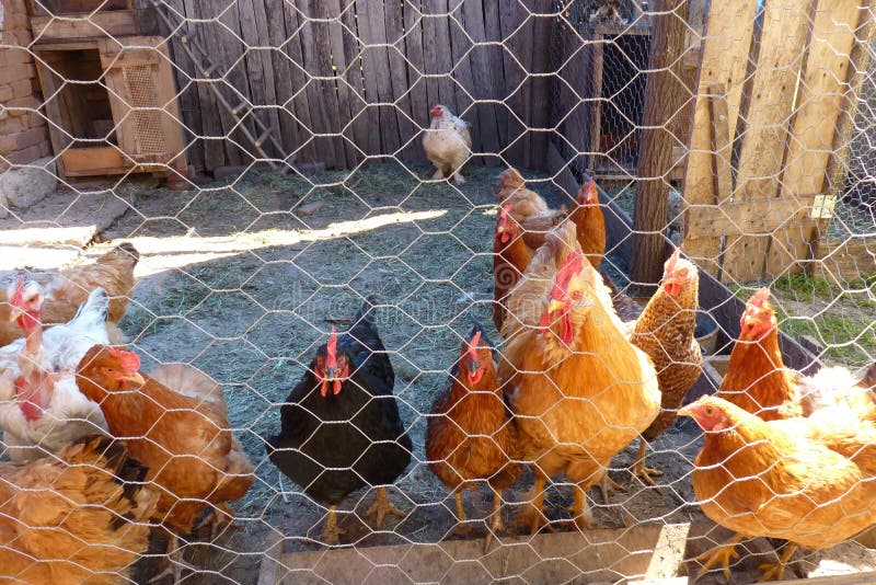 A Rooster and a Chickens in a Cage Stock Image - Image of cage ...