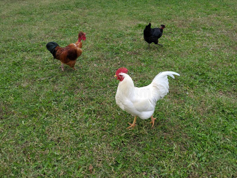 The cocky rooster stock photo. Image of animals, architecture - 105545932