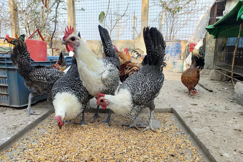 Rooster and Chicken Eating Their Foods Stock Photo - Image of wildlife ...