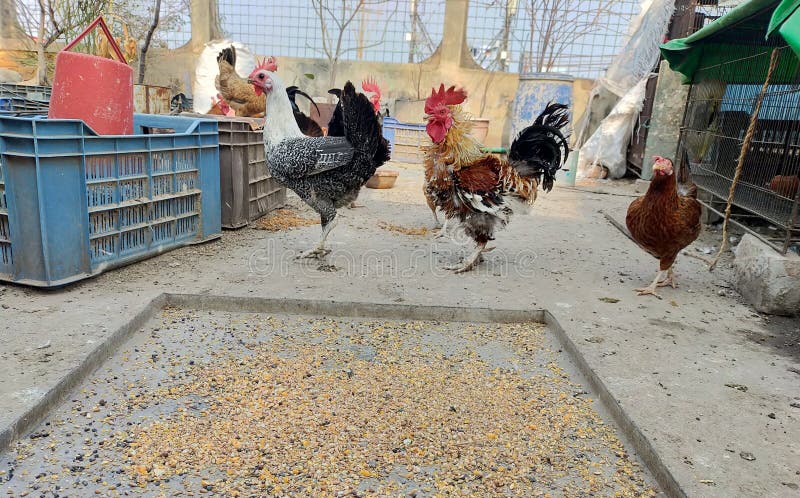 Rooster and Chicken Eating Their Foods Stock Photo - Image of fowl ...