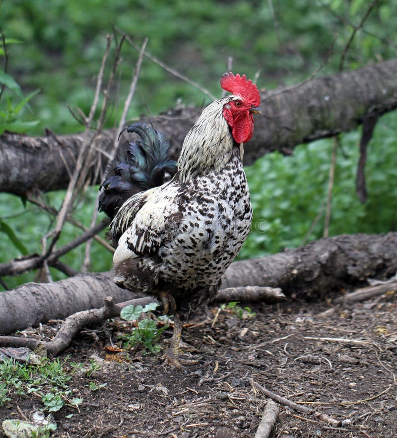 Rooster stock image. Image of agriculture, rural, cockscomb - 34244617