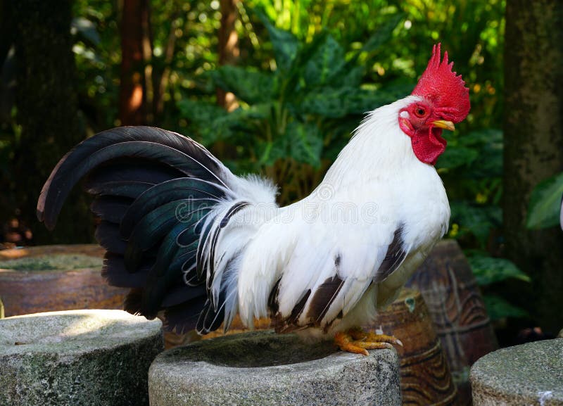 Rooster chicken stock photo. Image of fence, environment - 66472412