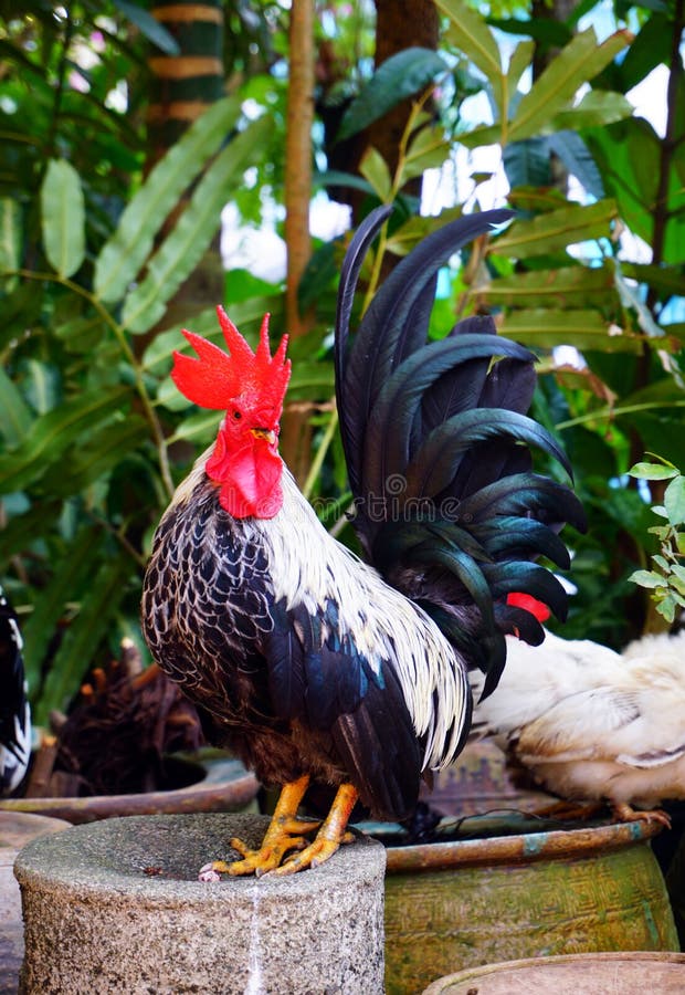 Rooster chicken stock image. Image of feathers, organic - 66472845