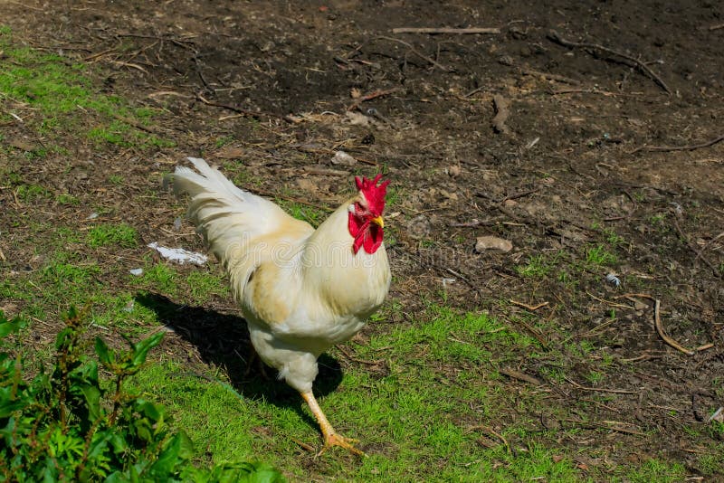 The rooster stock image. Image of crest, poultry, sunlight - 71629303