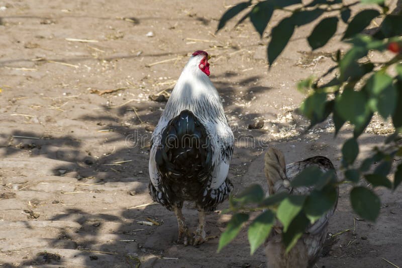 Rooster on the Chicken Farm Stock Photo - Image of farmer, birds: 187096020