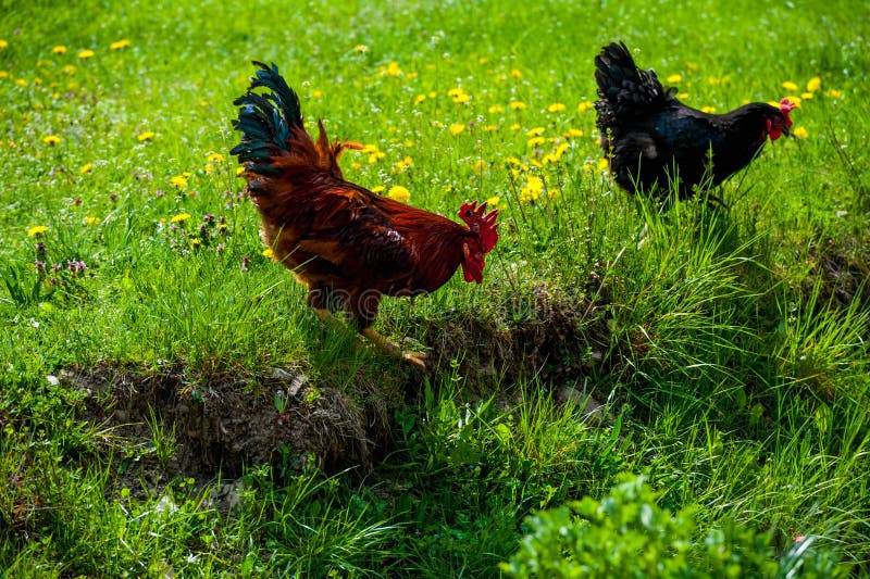 Rooster and a Chicken in the Grass in the Spring Eating Stock Photo ...