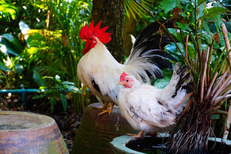 Rooster chicken stock image. Image of flowers, field - 66473065