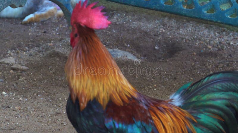 Rooster or Chicken Inside a Cage Stock Video - Video of fowl, natural ...