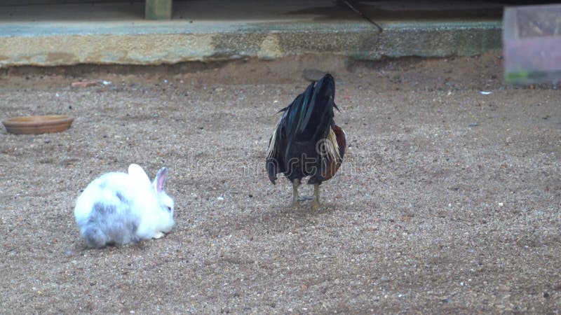 Rooster or Chicken Inside a Cage Stock Footage - Video of beak, farming ...