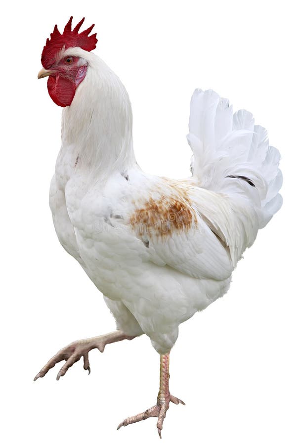 Set of Chicken Isolated on White. Stock Image - Image of avian, natural ...