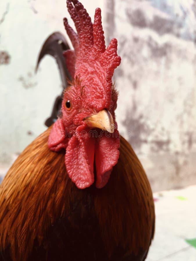 A Rooster stock image. Image of roaster, small, lives - 199218573