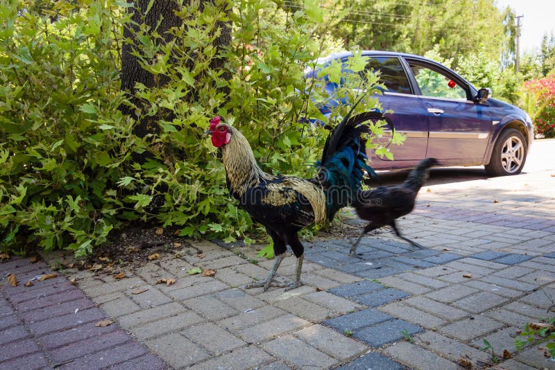 637 Rooster Chicken Running Stock Photos - Free & Royalty-Free Stock ...