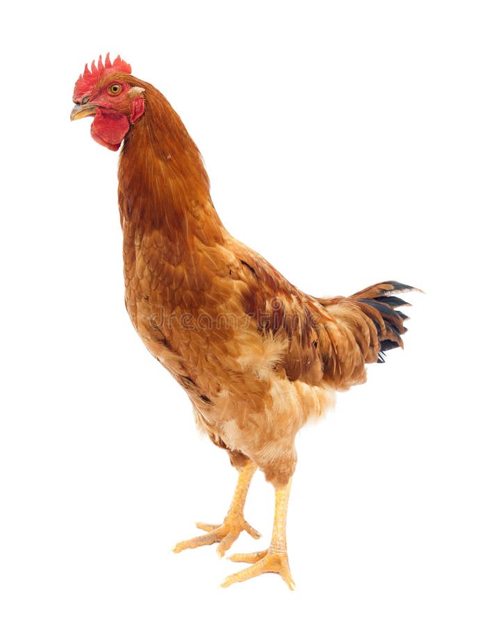 Chicken Standing in One Leg Stock Photo - Image of beautiful, chicken ...