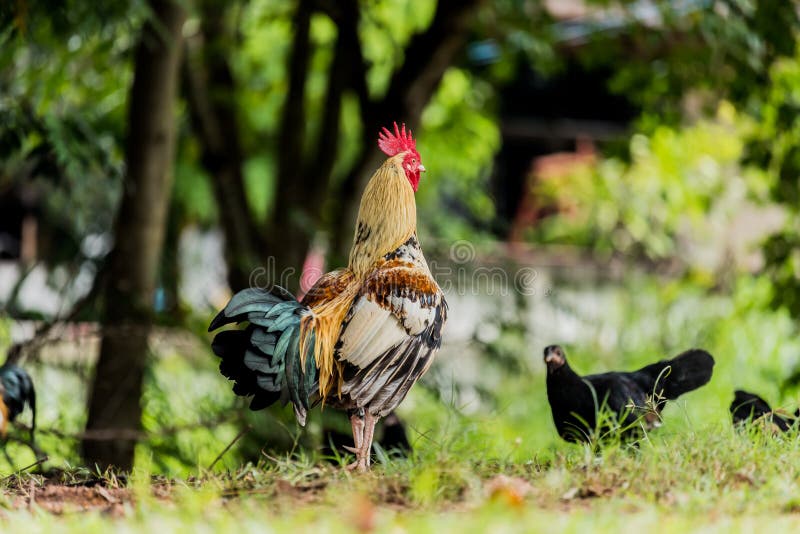Rooster or Chicken on Traditional Free Range Poultry Farm Stock Image ...