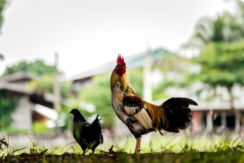 Rooster or Chicken on Traditional Free Range Poultry Farm Stock Photo ...