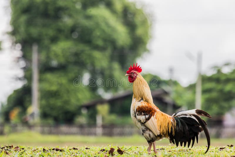 Rooster or Chicken on Traditional Free Range Poultry Farm. Stock Photo ...