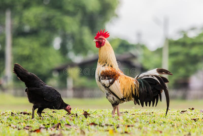 Rooster or Chicken on Traditional Free Range Poultry Farm Stock Photo ...