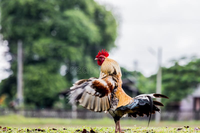Rooster or Chicken on Traditional Free Range Poultry Farm Stock Image ...