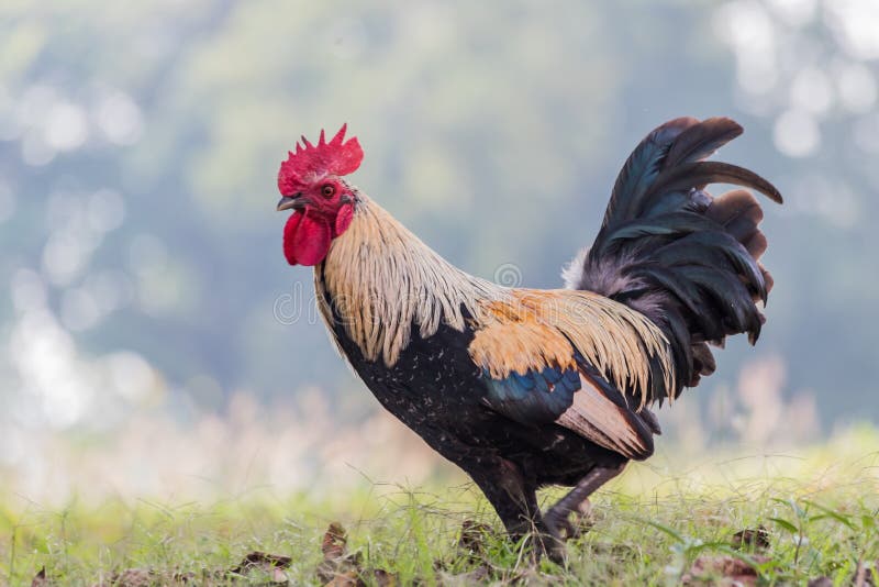 Rooster or Chicken on Traditional Free Range Poultry Farm Stock Image ...