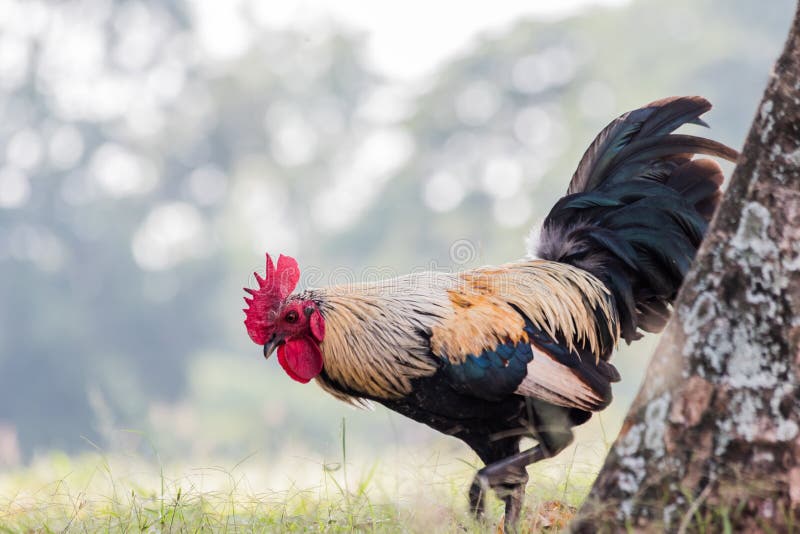 Rooster or Chicken on Traditional Free Range Poultry Farm Stock Image ...