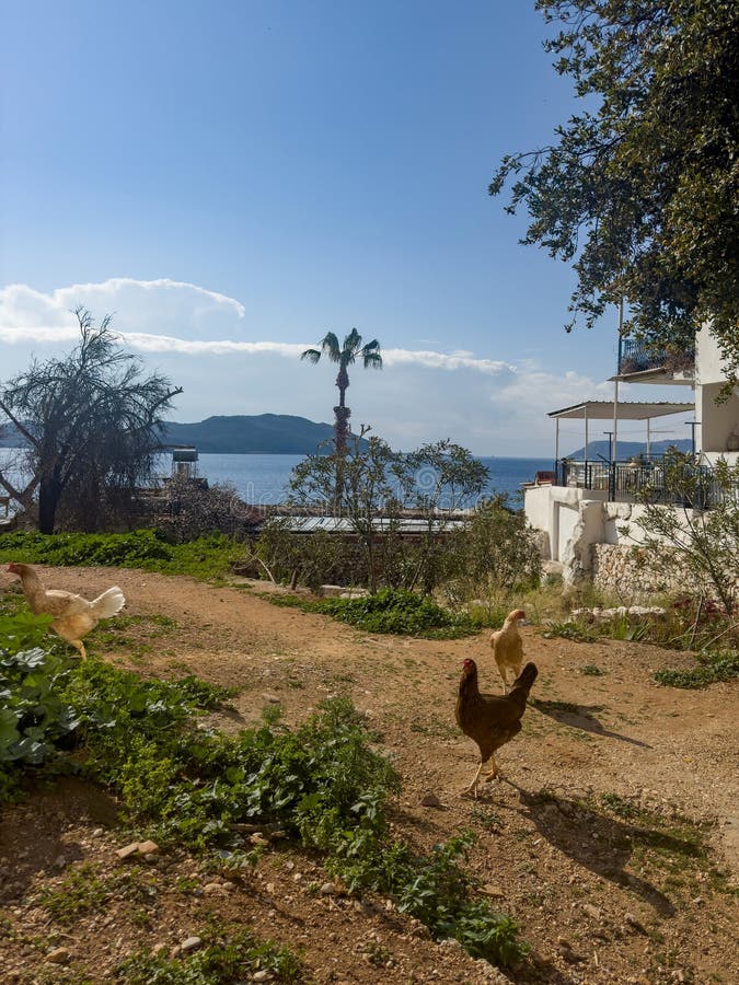 Rooster and Chickens in the Backyard Stock Image - Image of vitality ...