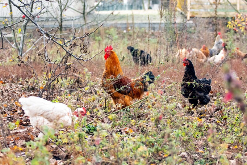 Rooster and Chickens Looking for Food in the Garden in the Fall Stock ...