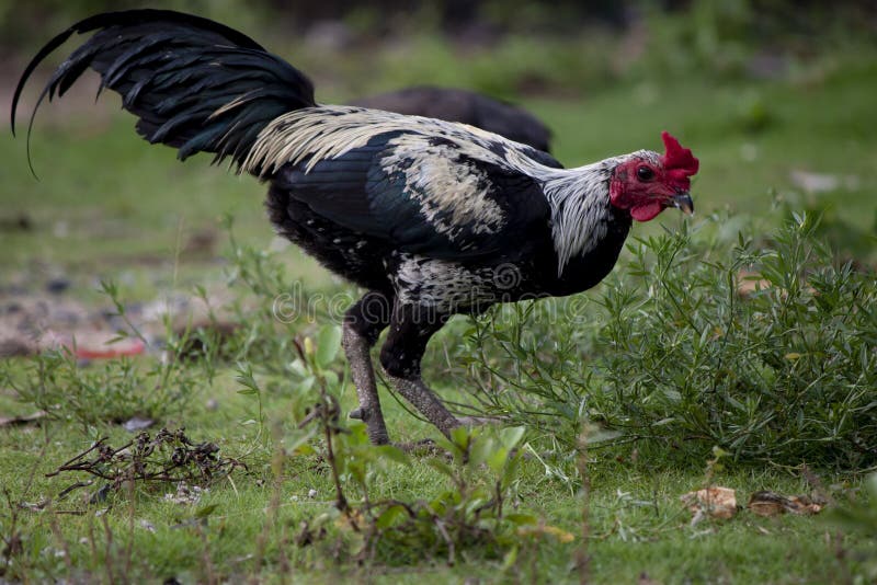 Rooster chickens stock image. Image of horizontal, farming - 128834557