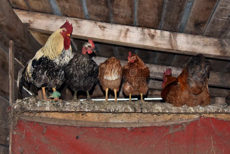 Rooster and Chickens Stand in a Barn Under the Roof Stock Image - Image ...