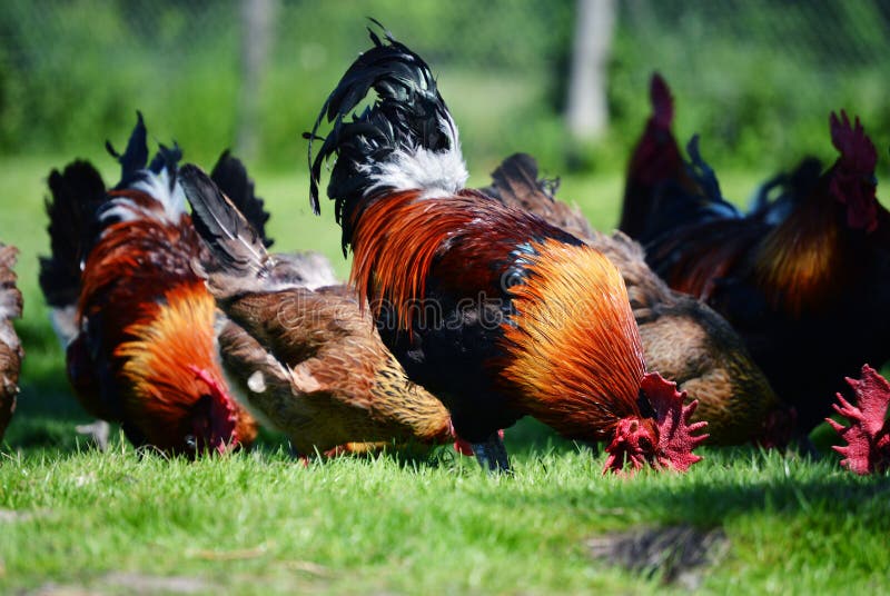 Rooster and Chickens on Traditional Free Range Poultry Farm Stock Photo ...