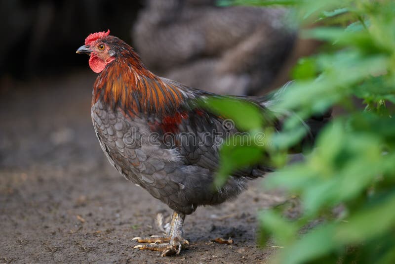Rooster or Chickens on Traditional Free Range Poultry Farm Stock Image ...